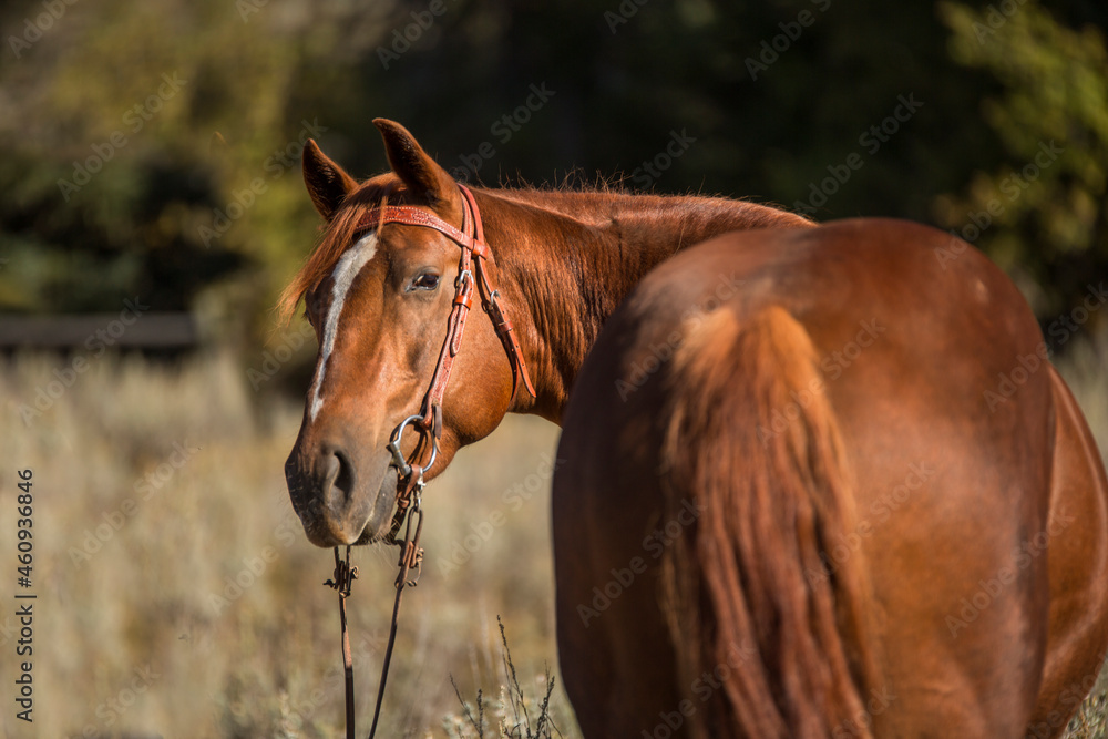 Horse rear end view looking back Stock Photo | Adobe Stock