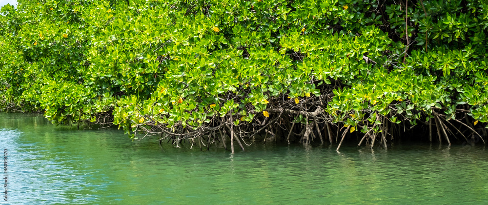 Panorama of the mangroves in the Daintree Rainforest. Water and ...