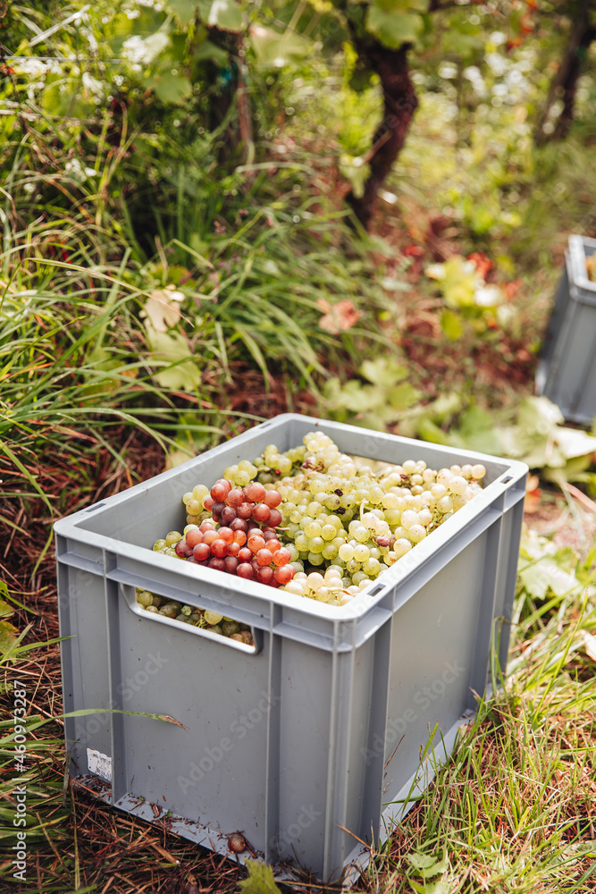 REMICH, LUXEMBOURG-OCTOBER 2021: Reportage at the seasonal Elbling ...