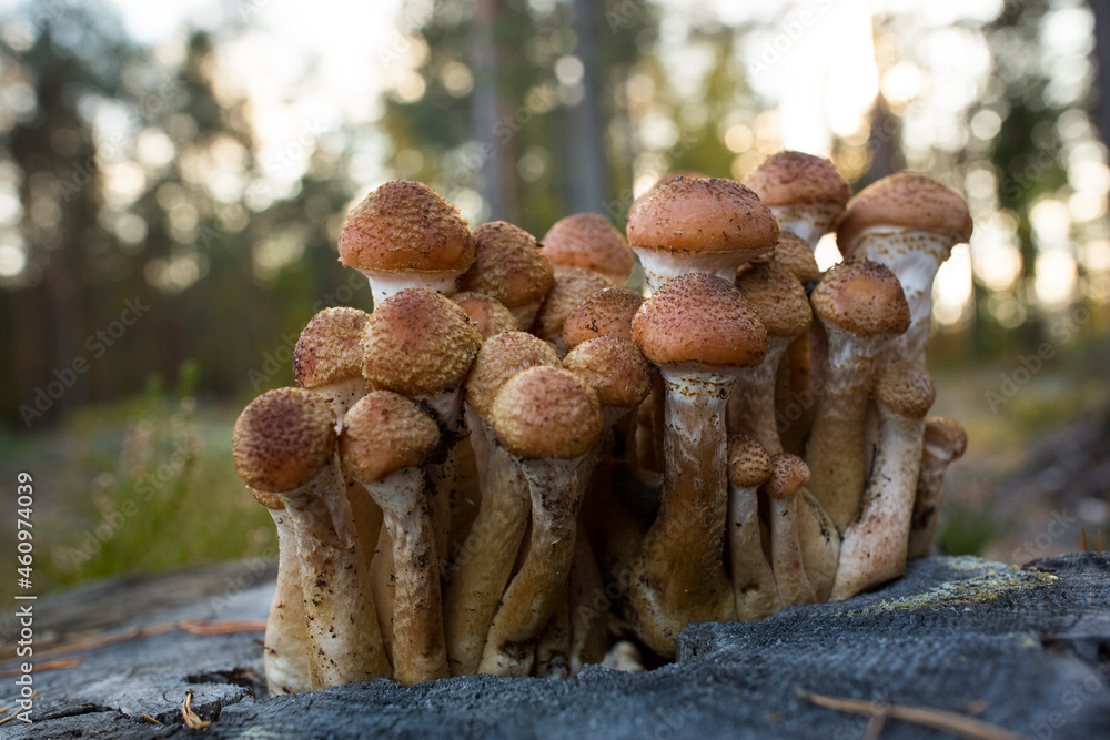 Autumn mushrooms. Picking mushrooms in the wild forest. Honey mushrooms ...