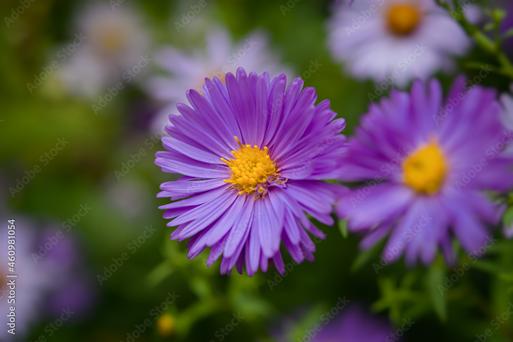 Symphyotrichum purpurea close-up. Beautiful bright purple autumn ...