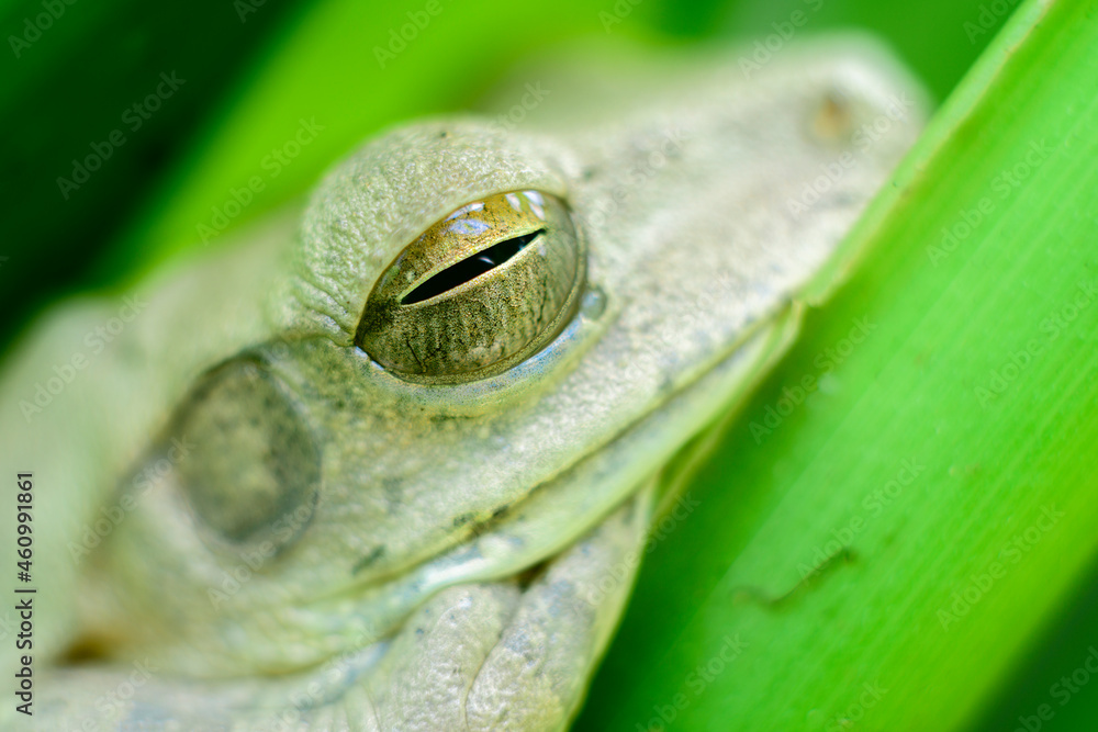 Common Indian tree frog resting on the green leaf close up macro ...