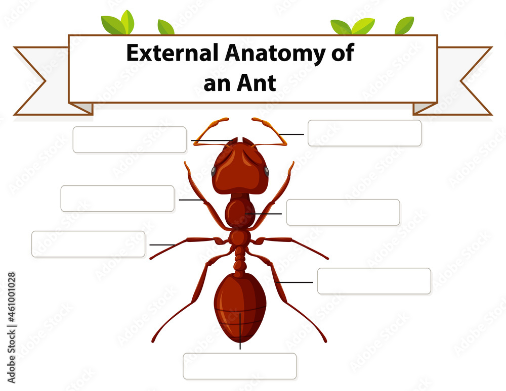 External Anatomy of an ant worksheet Stock Vector | Adobe Stock