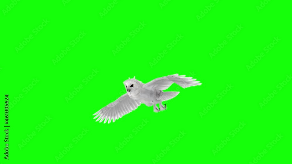 White Owl - Arctic bird - Flying Loop - 3D Animation - Side View ...