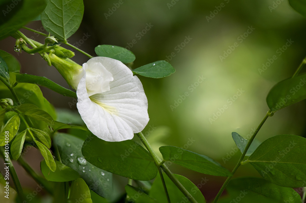 Butterfly pea or clitoria ternatea ,flower on tree and on nature ...
