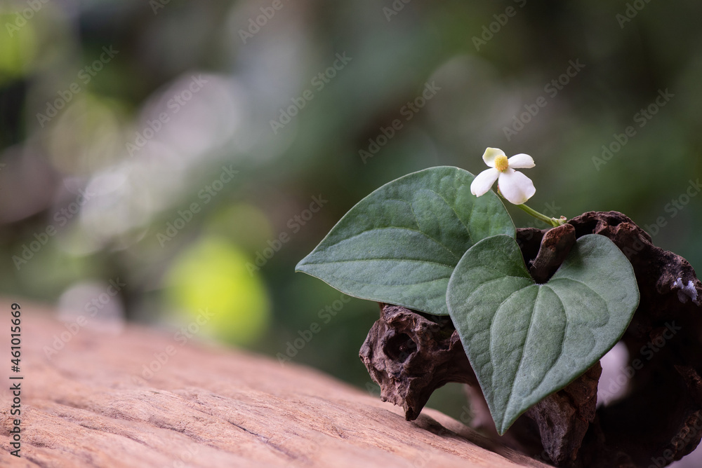 Houttuynia cordata or plu kaow trees on nature background. Stock Photo | Adobe Stock
