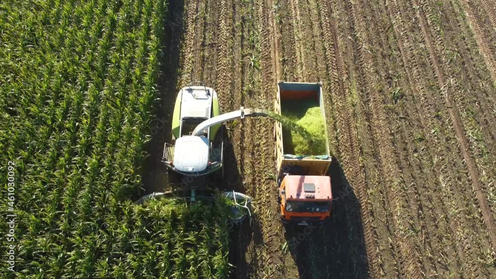 Agricultural harvester reaps a ripe corn crop and puts it into a ...