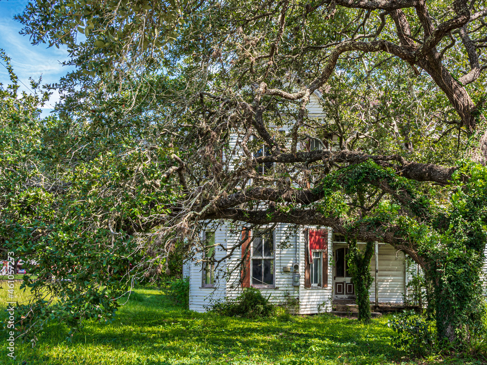 Creepy Tree In Front Of Creepy House Stock Photo Adobe Stock creepy-tree-in-front-of-creepy-house-stock-photo-adobe-stock