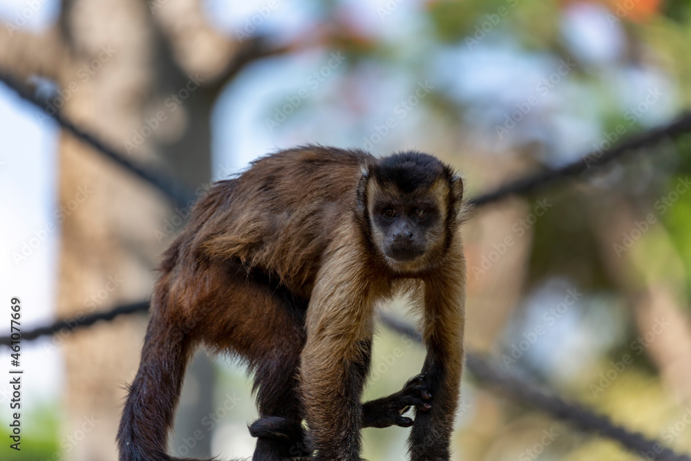 Brown capuchin monkey (cebus capucinus) on branch of tree. Selective focus shot of monkey ...