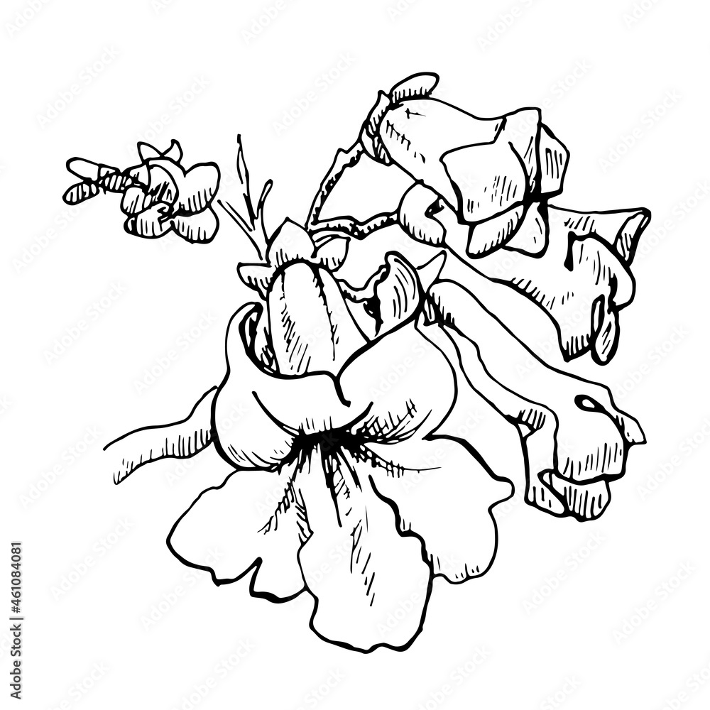 Jacaranda flowering branch. Hand drawn, vector graphics element,black ...