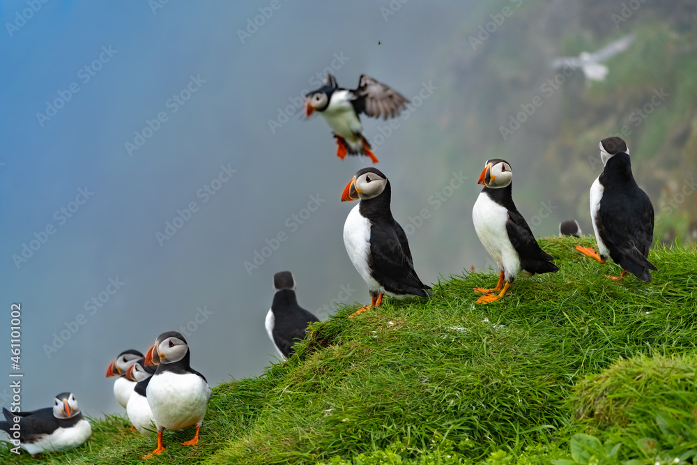 Stunning shots of Atlantic puffins in flight landing on and taking off ...