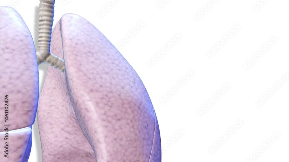 Lungs, internal organs 3D render, anatomy of the human body, white ...