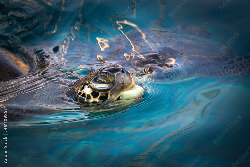 caretta caretta turtle poking its head on the surface of the sea while ...