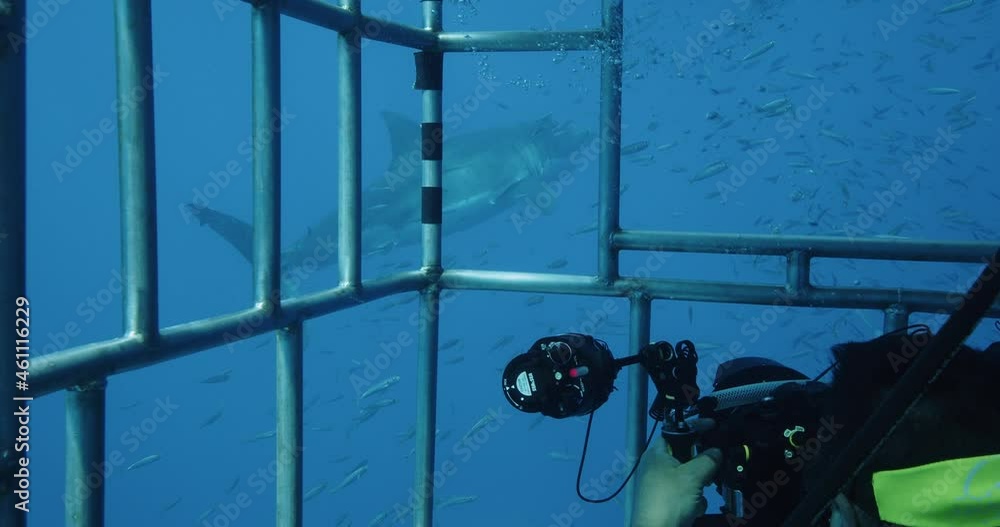 Underwater photographer takes photo of great white shark from cage ...