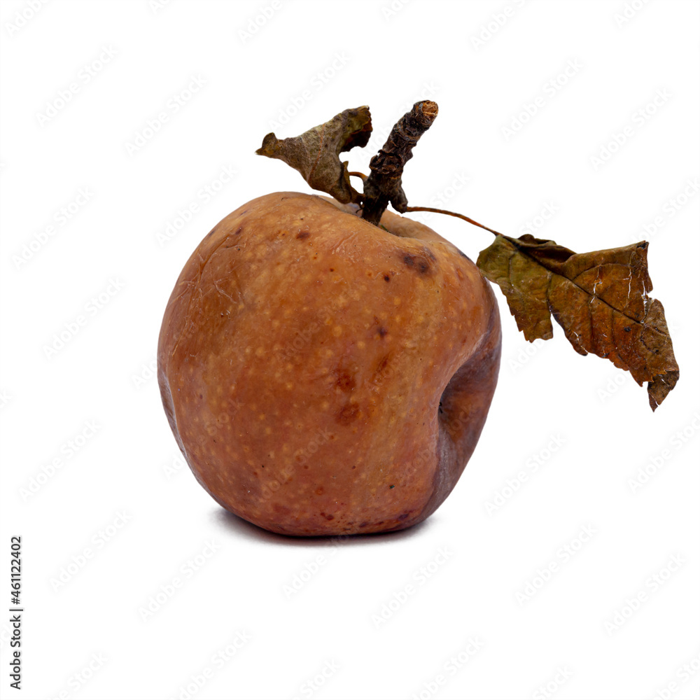 Rotting apples, decay and food waste concept with photograph of ...