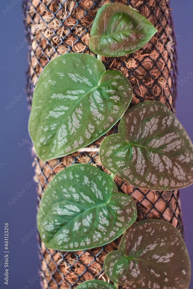 scindapsus vertical. scindapsus exotica moss pole. the light of the sun ...