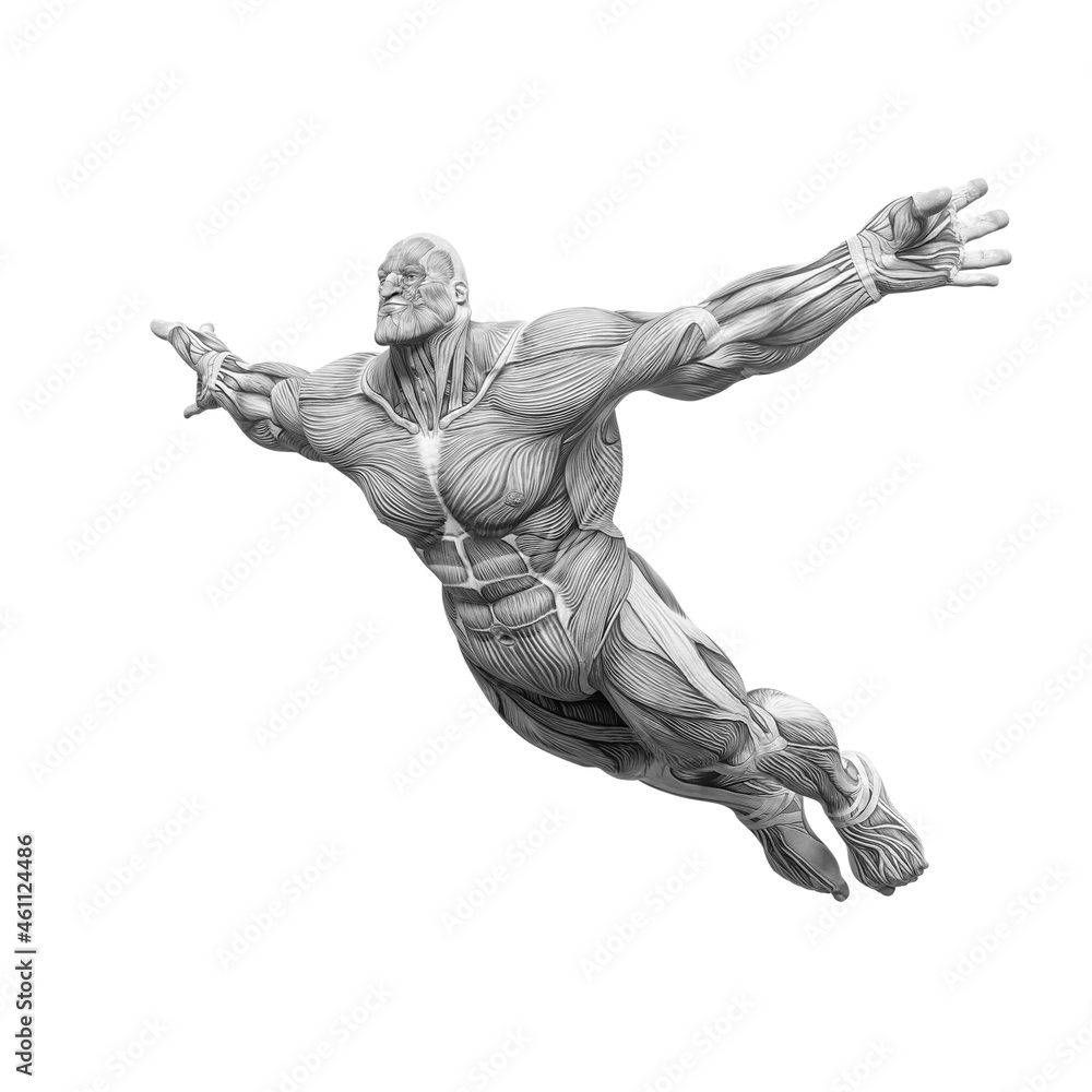 bodybuilder muscle maps is doing a free jump in white background Stock ...