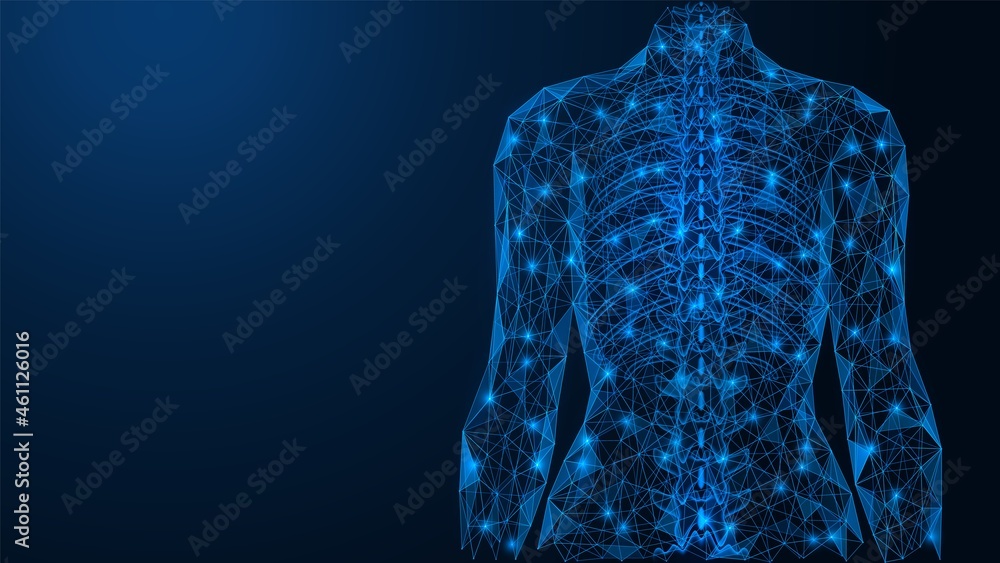 Straight spine. The dorsal part of the human skeleton. A low-poly ...