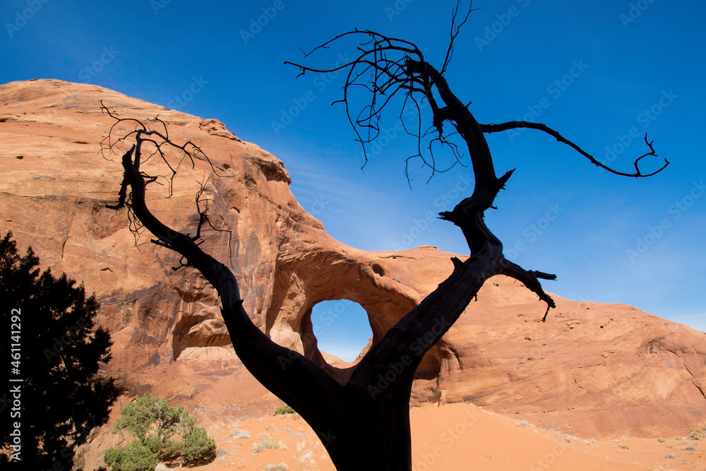 unique silhouette of a tree creating a surreal odd disturbing funny ...