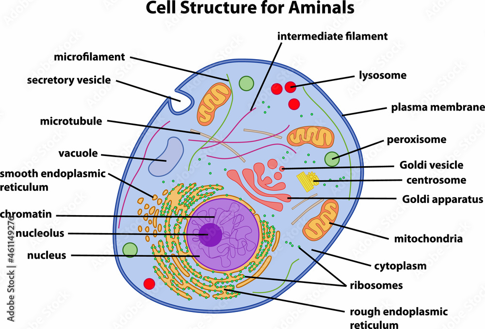 the diagram of Cell Structure Animal Stock Vector | Adobe Stock