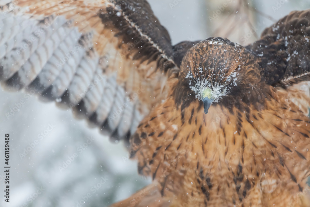 Red Tailed Hawk In The Snow Stock Photo | Adobe Stock
