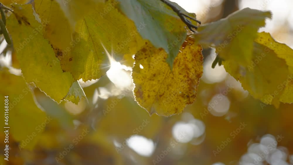 Ray of sunlight on the common hazel tree with the yellow leaf in ...