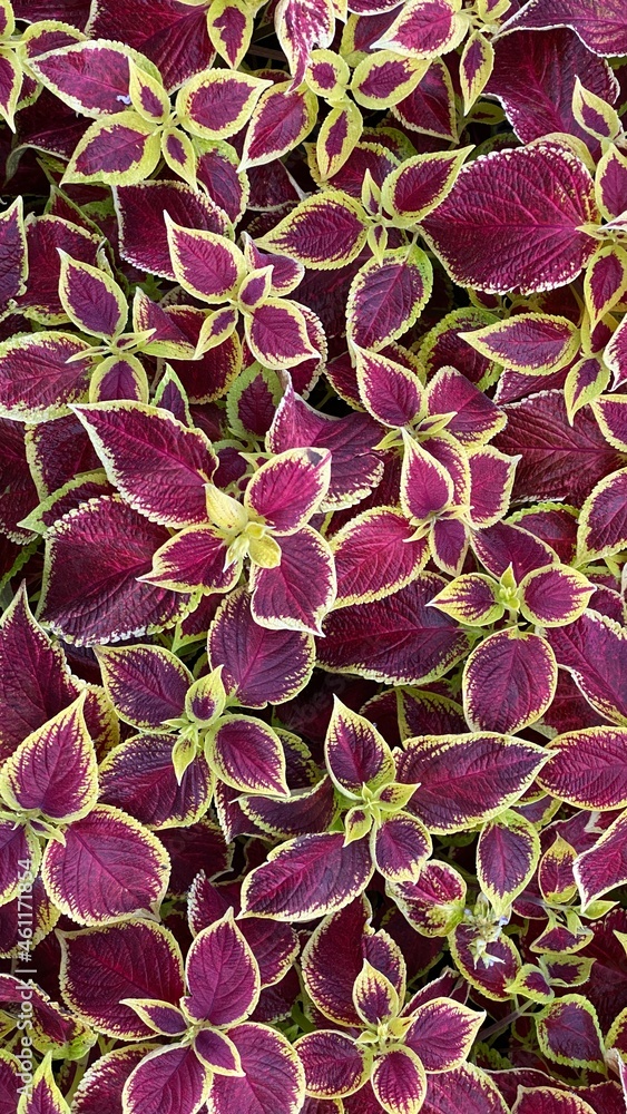 Coleus,Coleus blumei, Koleus, Plectranthus scutellarioides, Pochwiatka ...