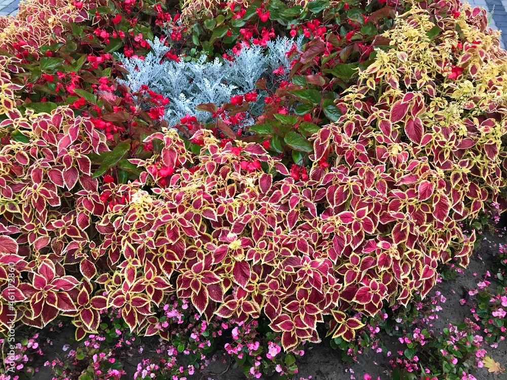 Coleus,Coleus blumei, Koleus, Plectranthus scutellarioides, Pochwiatka ...