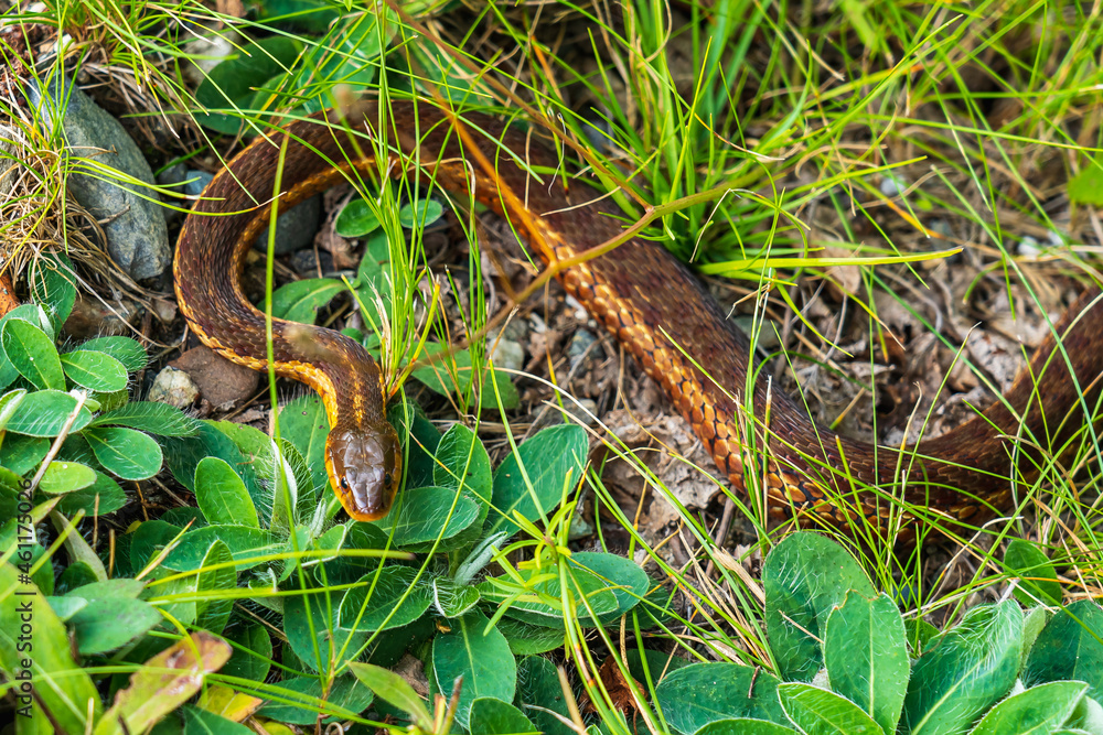 Safe garter snake (garden snake). One of our most common snakes is in ...