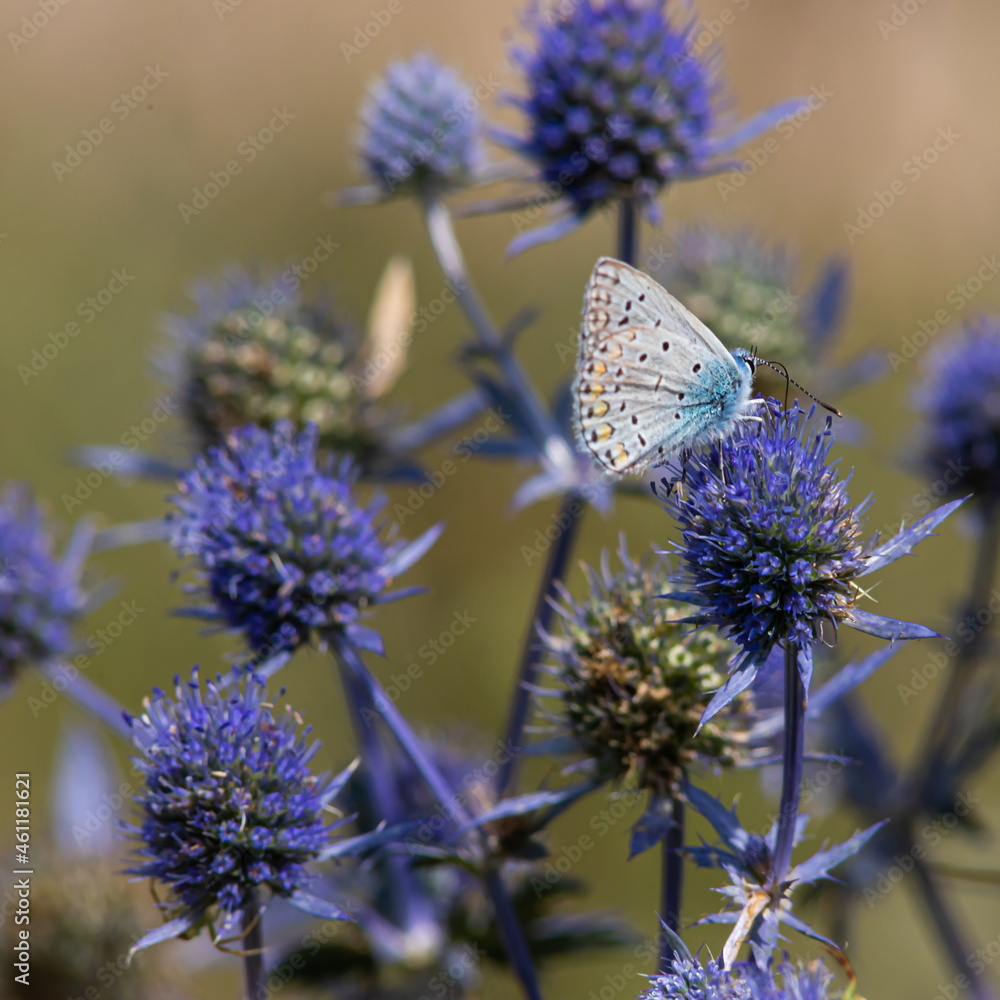 Spiky flower. Blue thistle flowers, Eryngium planum, blue eryngo ...