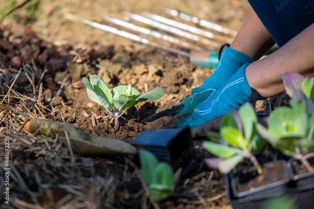 Jardinier dans son jardin potager en train de planter des choux au ...