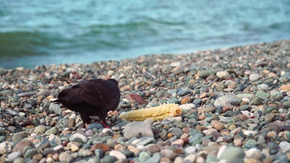 A pigeon eats corn on the beach behind a tourist. The bird pecks the ...