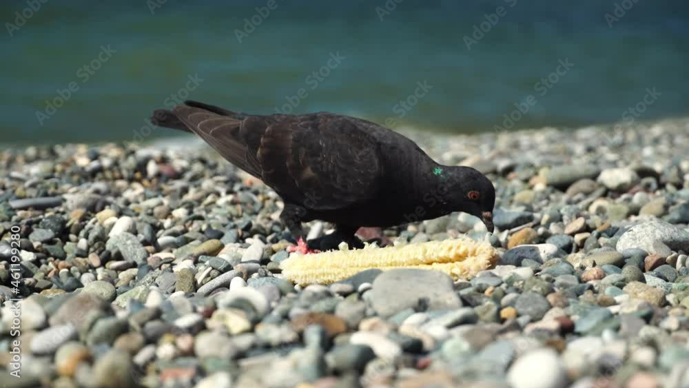 A pigeon eats corn on the beach behind a tourist. The bird pecks the ...