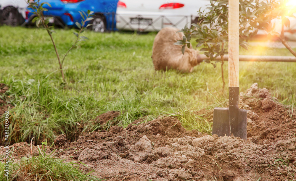 Young tree sapling lies at dug hole next to shovel and is ready to ...