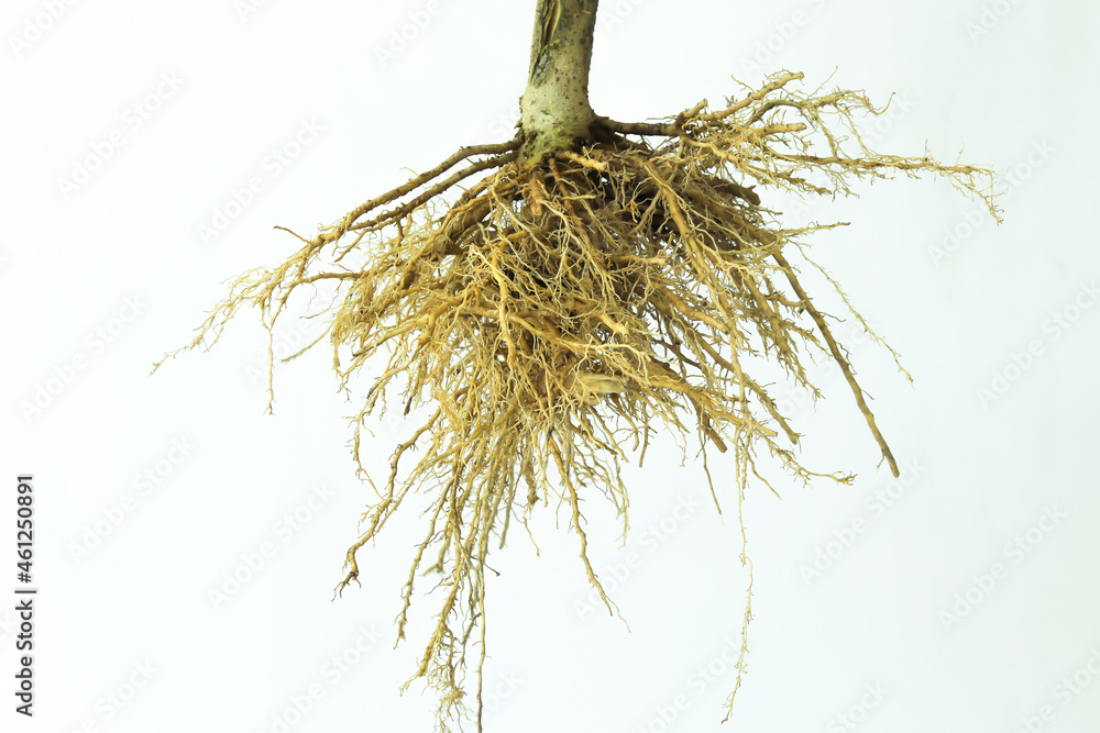 Close up fibrous roots on a white background. A fibrous root system ...