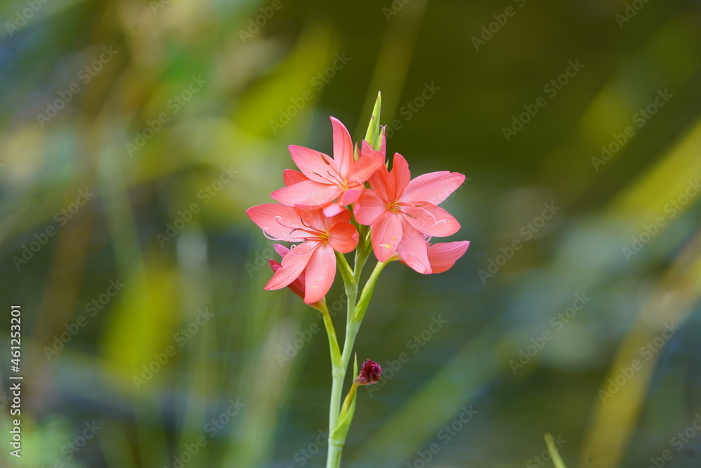 Hesperantha coccinea, the river lily, or crimson flag lily is a species ...