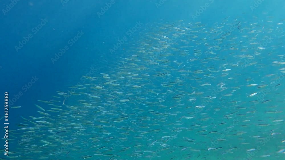 Massive school of small fish swims in the blue water in sunlights ...