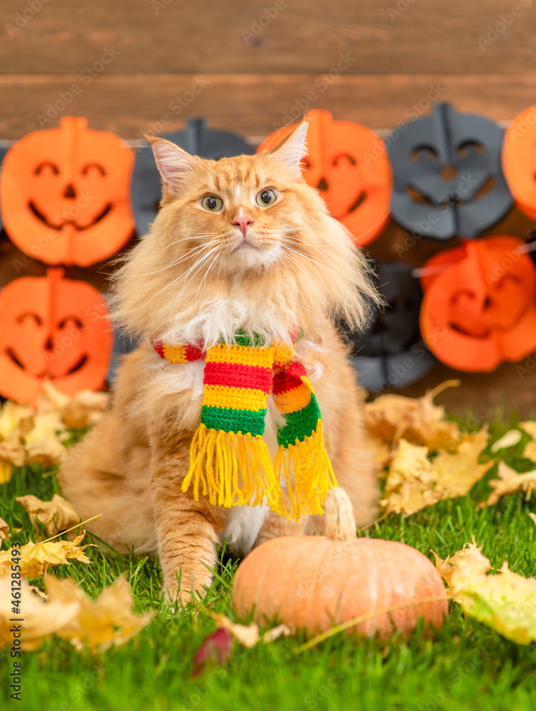 Adult maine coon cat wearing warm scarf sits on autumn grass with ...