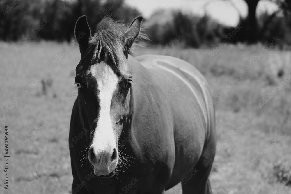 Quarter Horse Black And White