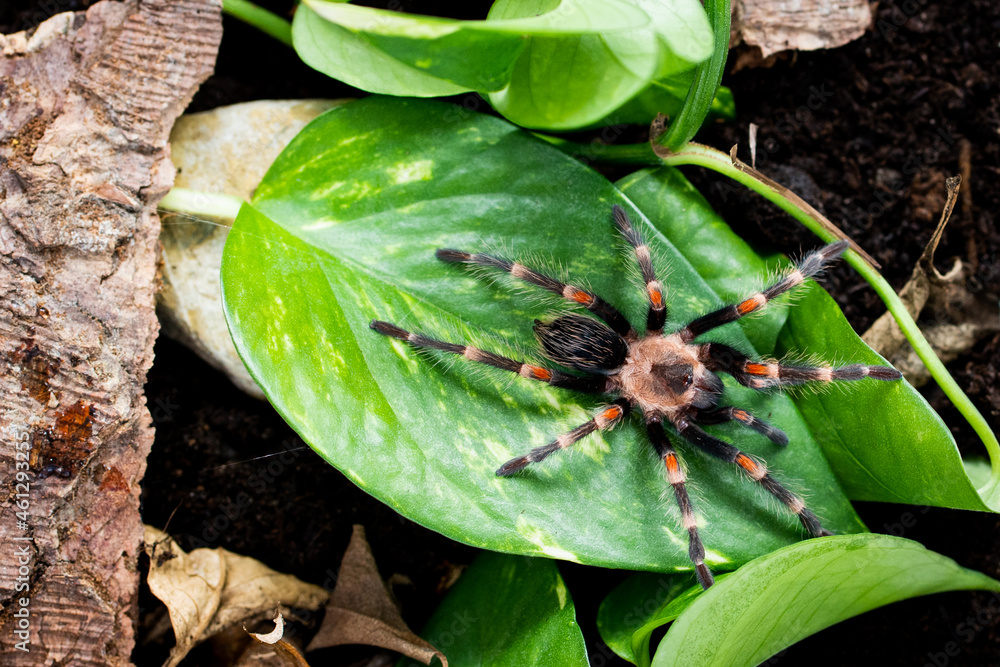Mexican flame knee tarantula brachypelma auratum Stock Photo | Adobe Stock