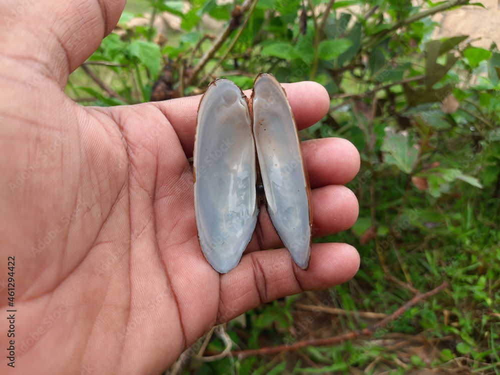 Fotka „Unio pictorum shell. Unio pictorum or painter's mussel is a ...