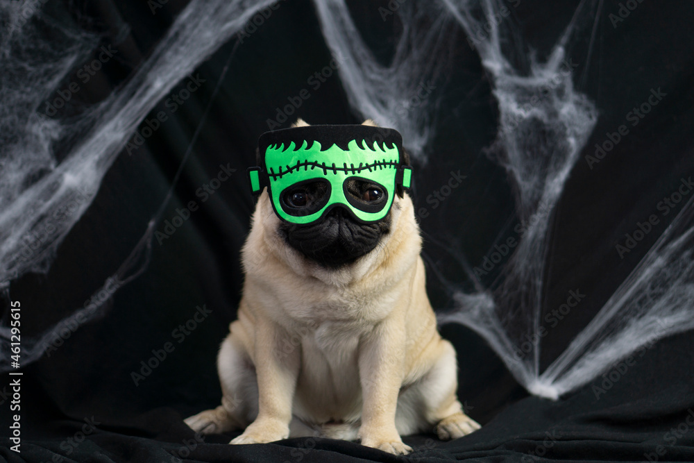 Halloween pug dog dressed in costume and green Frankenstein mask sits ...