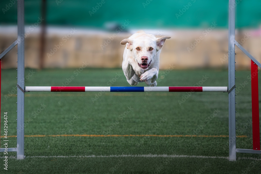 Labrador dog doing agiliti jumping over an obstacle on grass in ...