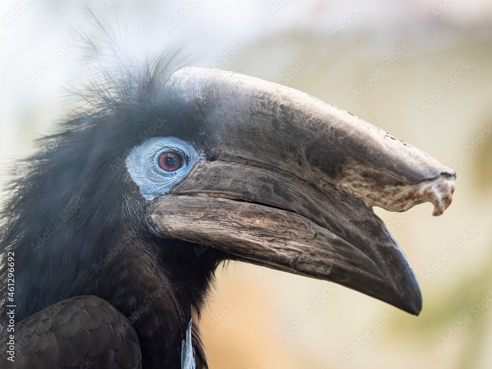 Ave exotica de plumaje negro y ojos coloreados de azul con un pico ...