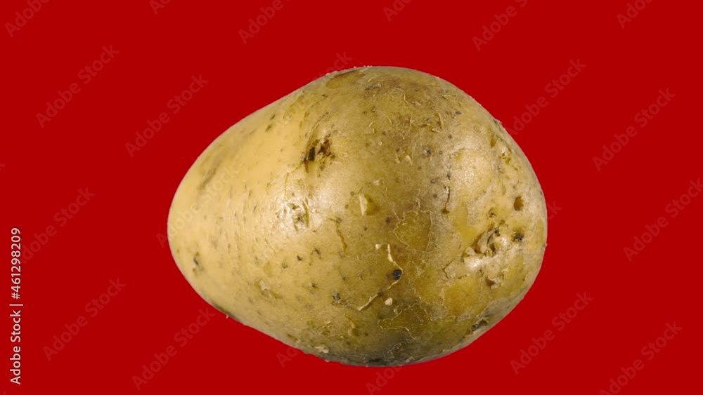 One large potato spinning against a red background. Minimalistic ...