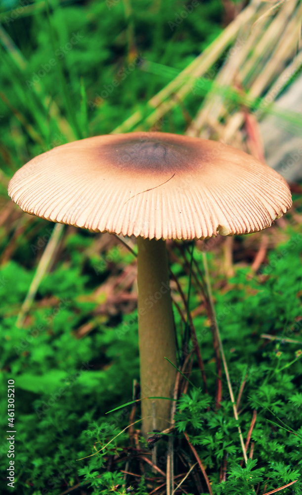 hongos, esperan un poco de humedad y hacen surgen en todas partes ...