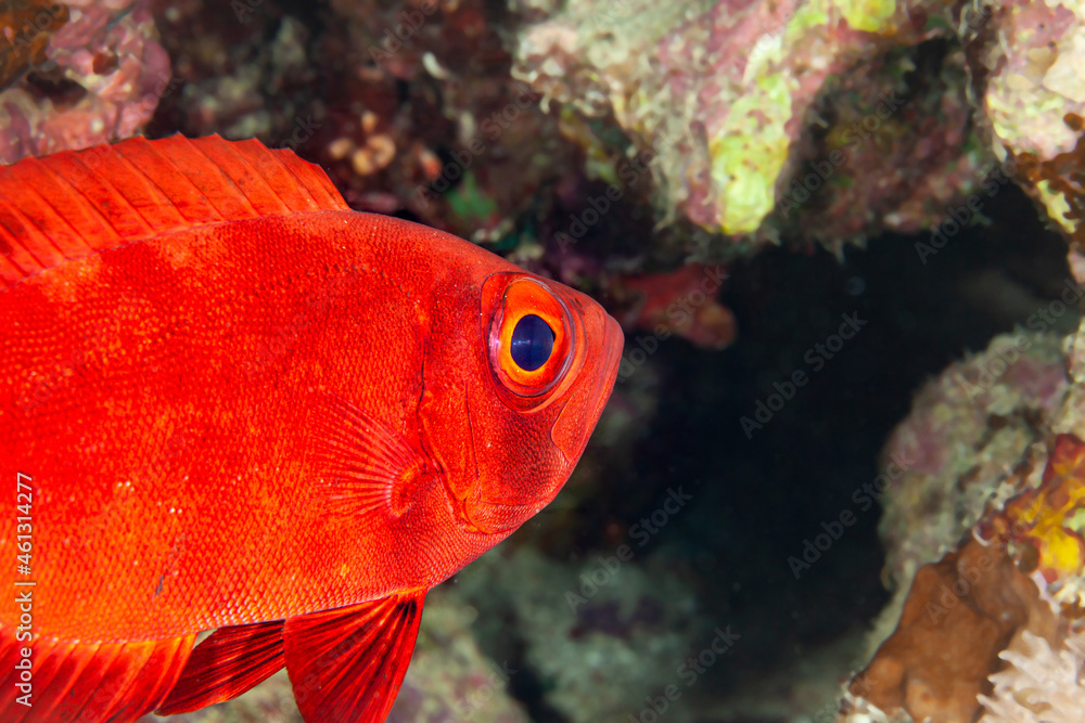 Fish of the Red sea. Blotcheye soldierfish Stock Photo | Adobe Stock