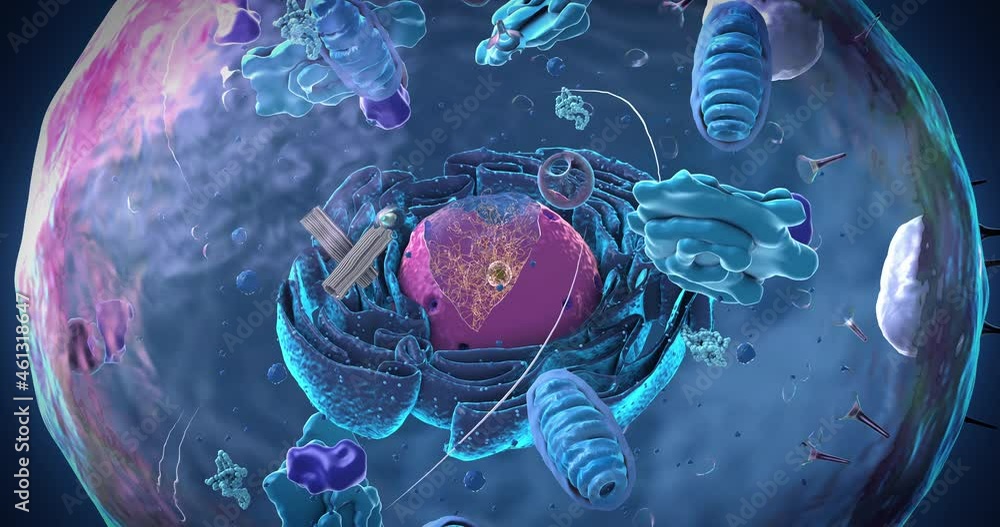 Components of an eukaryotic cell, nucleus and organelles and plasma ...