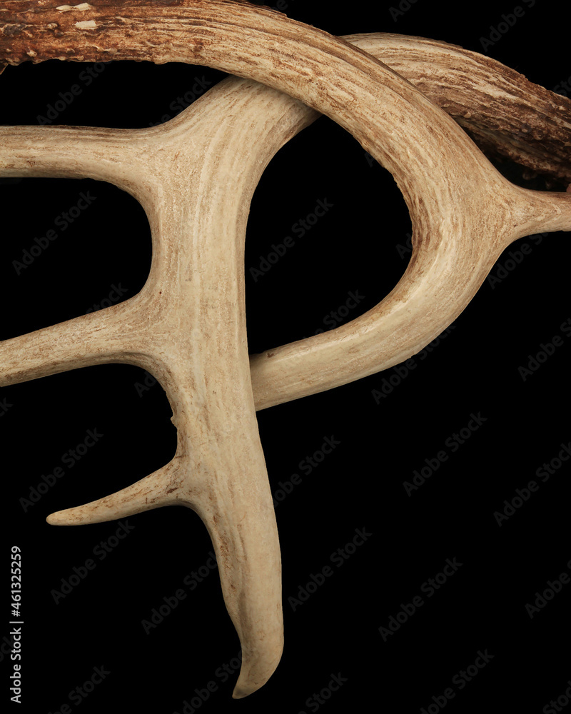 Letter Art Alphabet Photos The Letter P Stock Photo | Adobe Stock