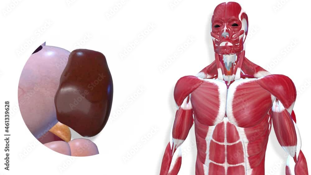 Spleen, internal organs 3D render, anatomy of the human body, white ...